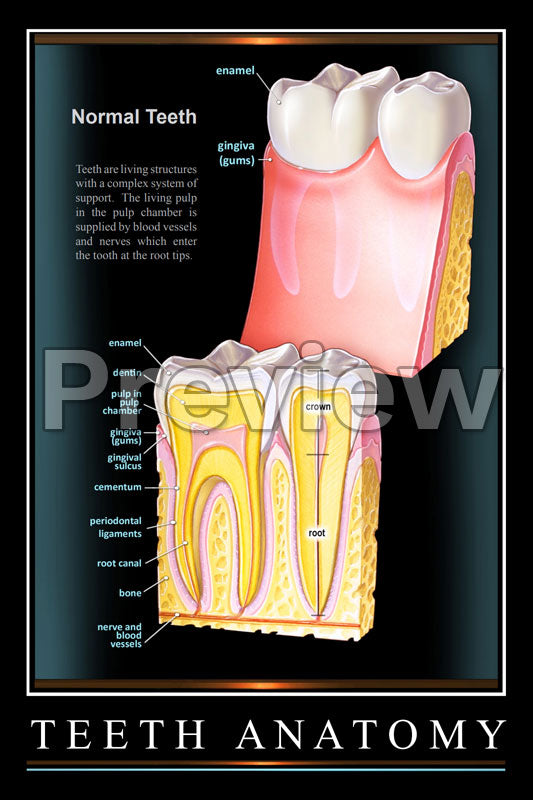 Teeth Anatomy Wall Chart – Dental Flip Charts by Stephen F. Gordon