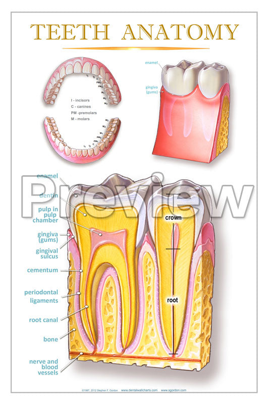 Teeth Anatomy Wall Chart – Dental Flip Charts by Stephen F. Gordon