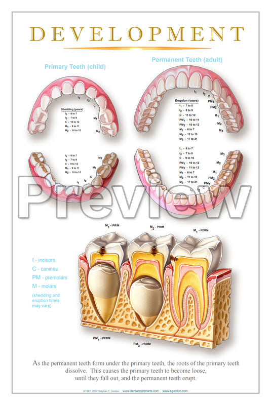 Development Wall Chart – Dental Flip Charts by Stephen F. Gordon