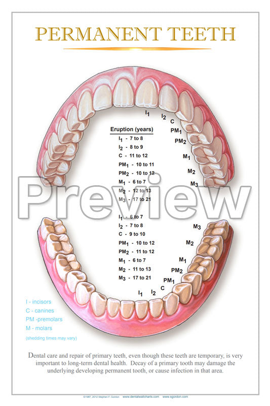 Permanent Teeth Wall Chart – Dental Flip Charts by Stephen F. Gordon