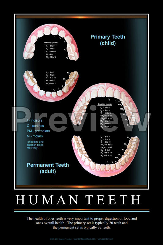 Primary And Permanent Teeth Chart